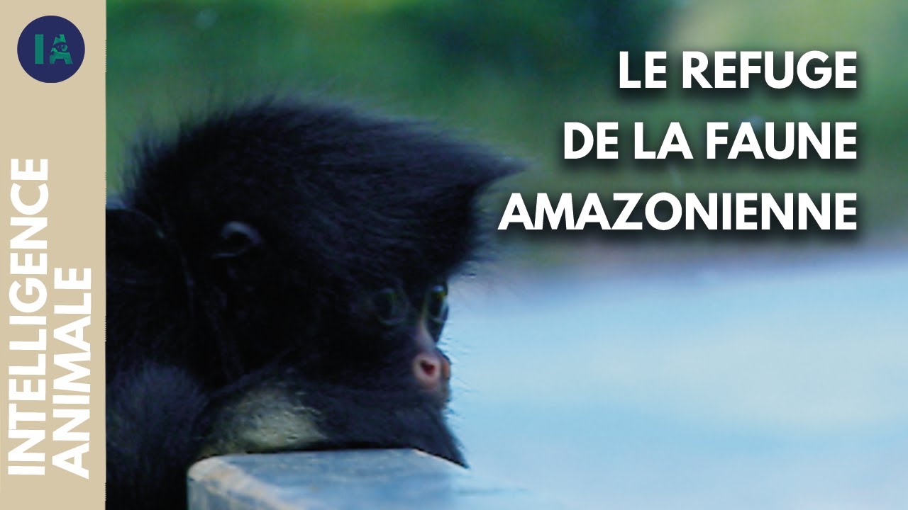 Documentaire | Comment sauver les animaux de la forêt amazonienne
