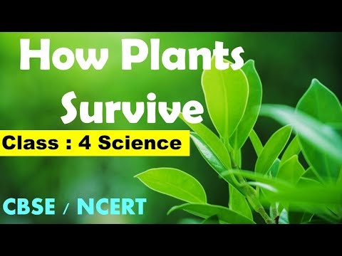 Class 4th SCIENCE | How Plants Survive | CBSE / NCERT Syllabus ...