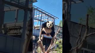 Menglan: Let me prove that Chinese giant pandas know Kung Fu!