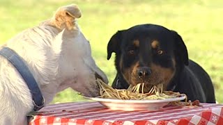 Lady and the Tramp - PuppyPedia: Going to the Dogs