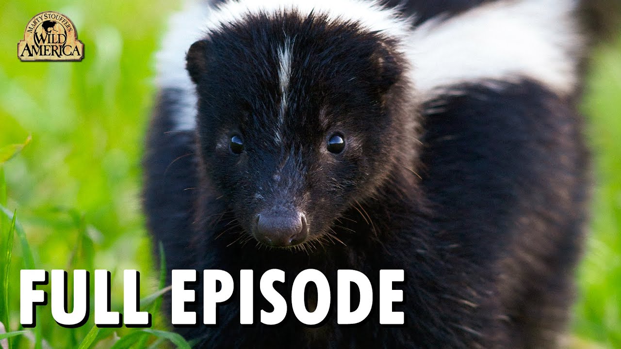 Love Stinks: Philly Skunks are Feelin Frisky in February