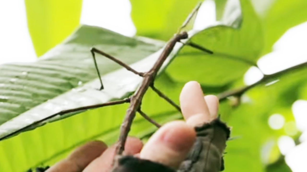 Documentaire | Ce phasme géant est spectaculaire