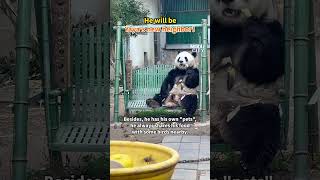 He will be Yaya's new neighbor!#Menglan #kungfu #kungfupanda #panda #yaya