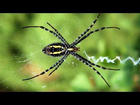 Spiders & Nocturnal Animals Theme Overview | Cullen’s Abc’s | Free ...