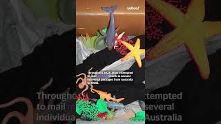 Chinese student’s illegal attempt to make ‘quick buck’ through Australia Post | #shorts