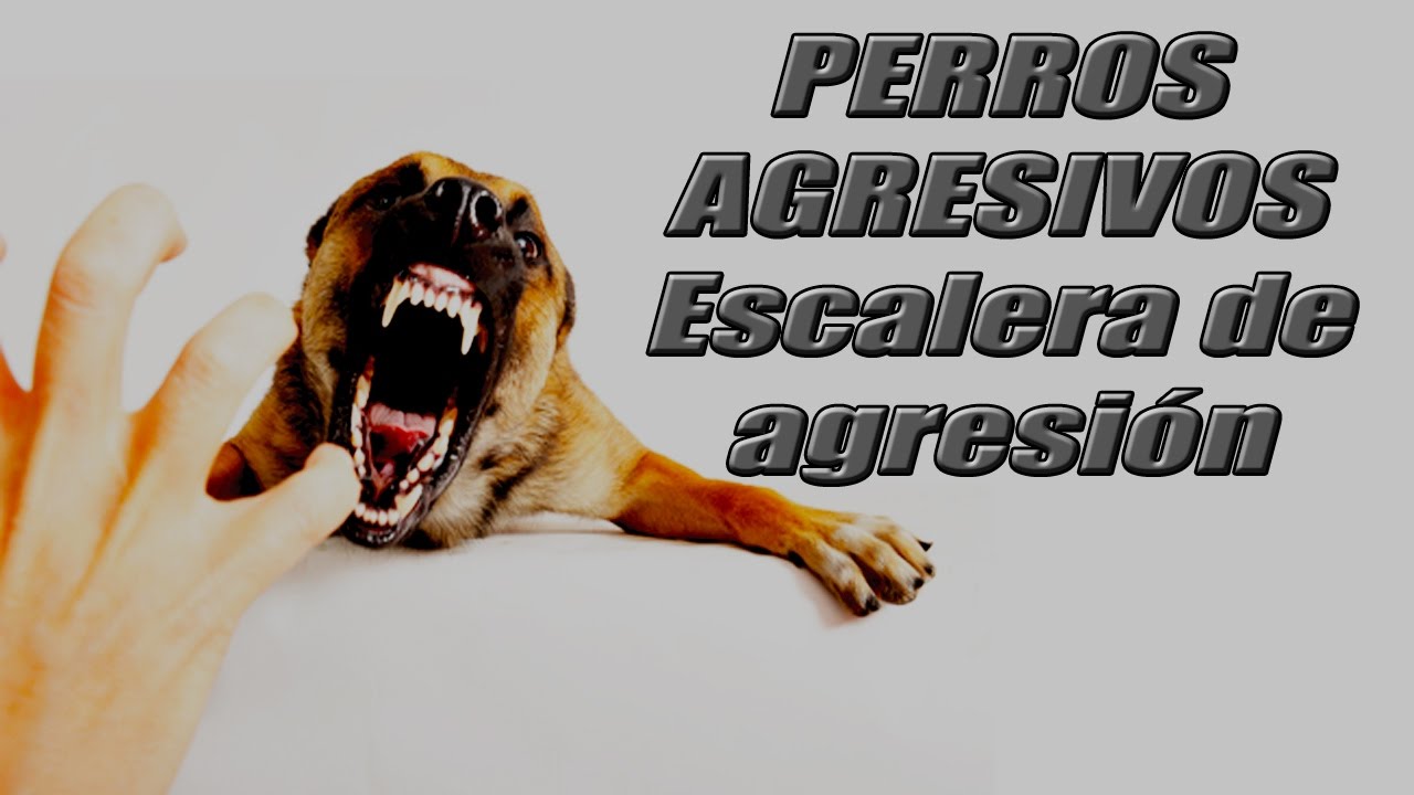 LOS PERROS PIENSAN COMO NOSOTROS? - Xila´s LOS PERROS PIENSAN COMO NOSOTROS? - Xila´s