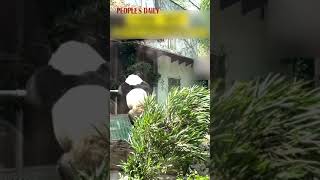 "Kung fu panda" Meng Lan showed off her acrobatic skills