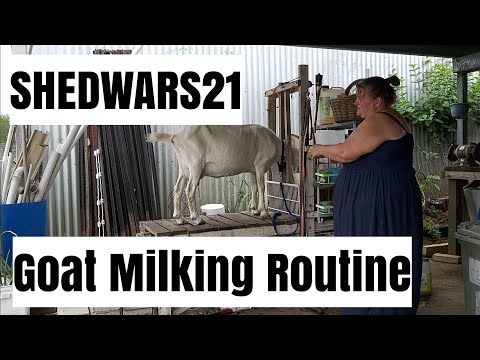 Our Goat Milking Routine | Janderra Homestead