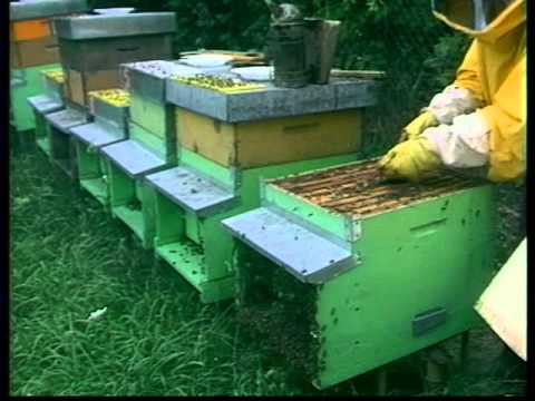 Tecnica Apistica | Abelhas do Agreste