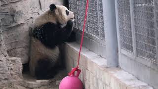 Panda Meng Lan is talking with his cousin Fu Xing .
