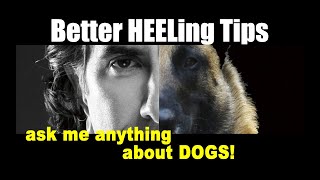 Better Heeling Tips - Dog Training Video - ask me anything
