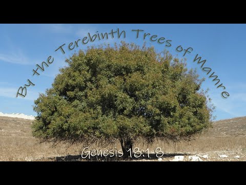 By the Terebinth Trees of Mamre (Genesis 18:1-8) | ConcerningJesus.com