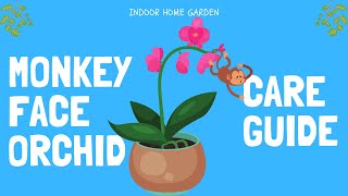 Monkey Face Orchids: 60 Second Care Guide!
