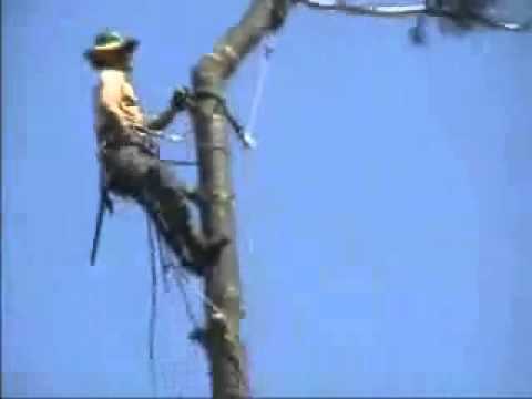 Hiring Professional Tree Loppers Brings about Perfect Tree Lopping Service | Tree Lopping Sutherland