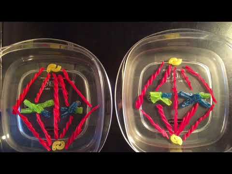 Meiosis Stop Animation – Izzy's Biology Portfolio