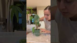 Saving my rotten money tree #plantcare #moneytree #planthelp