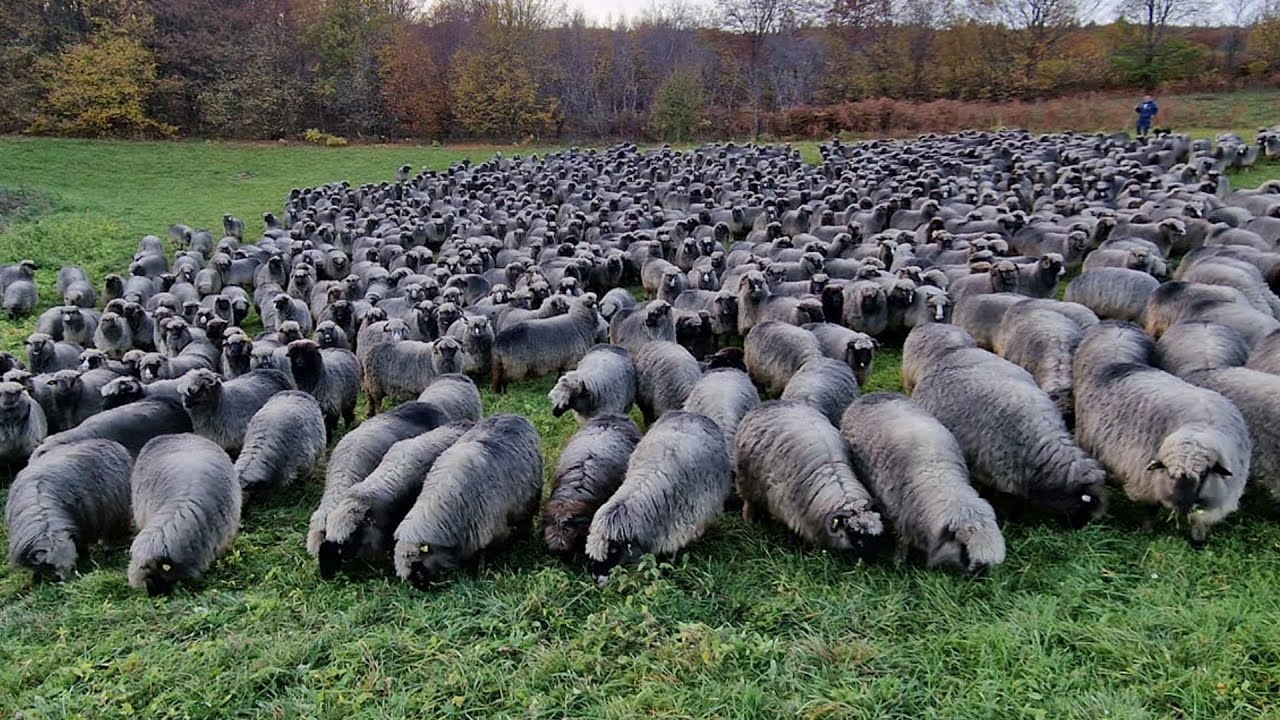 Vlašićka pramenka, najbolja ovca u BiH (VIDEO) - Zvornički.ba