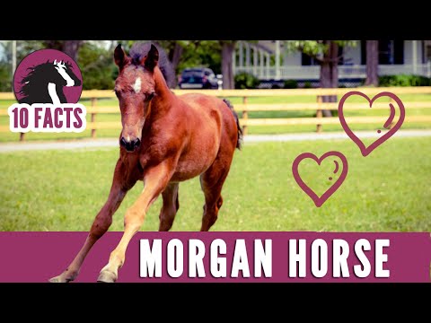 Important Features of the Morgan Breed of Horse – Horse breeds
