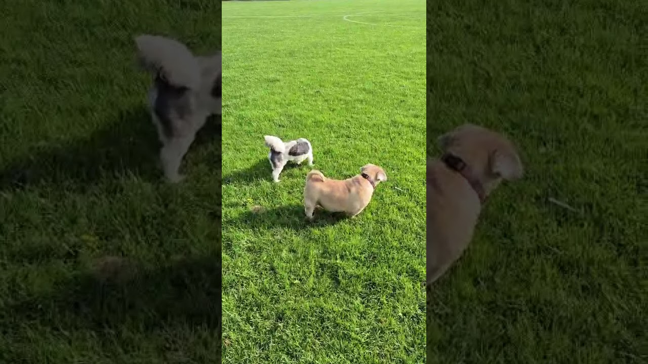 Bree and Indi (Jerry Green Dog Rescue, South Lincolnshire) – Oldies Club