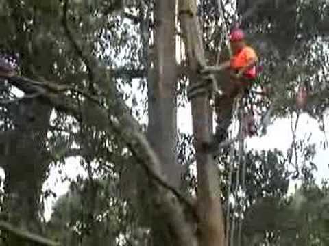 The Difference Between Tree Lopping and Pruning – Sunshine Coast Tree Lopping Caloundra