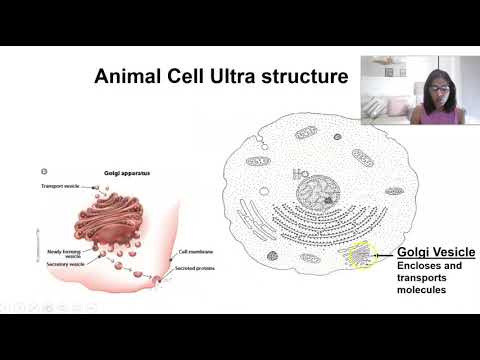 Mrs Tagore’s Year 11 ATAR Human Biology Teaching Videos Semester 1 ...
