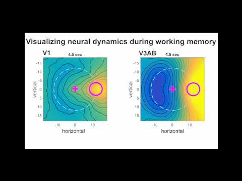 Unraveling the Intricacies of Working Memory and Cognitive Processing