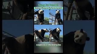 #Kung fu #panda? #Beijing's Meng Lan performs leg split #fyp #china