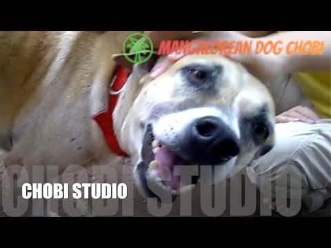Video: MANGALOREAN DOG CHOBI “Indian Dog Chobi’s Fawning On – Haruka's Chronicle