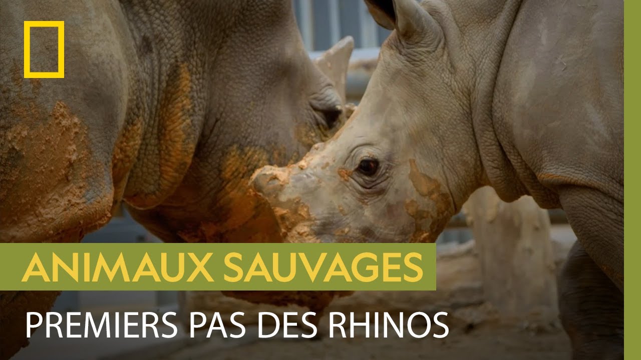 Documentaire | Comment savoir si un rhinocéros est prêt pour faire ses ...