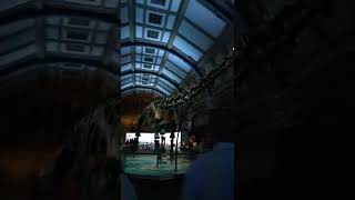 #Dinosaur,Dippy National History Museum, London