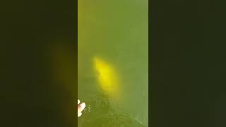 இறந்து ????மிதக்கும் கெண்டை மீன்கள்???? | Dead fish | Iyarkai Pannai Shorts | #shorts #tamil #fishing