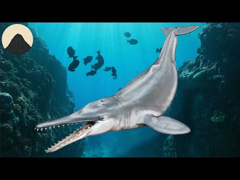 What is Echolocation? - RobinAge