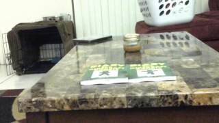 The diary of a wimpy zombie books