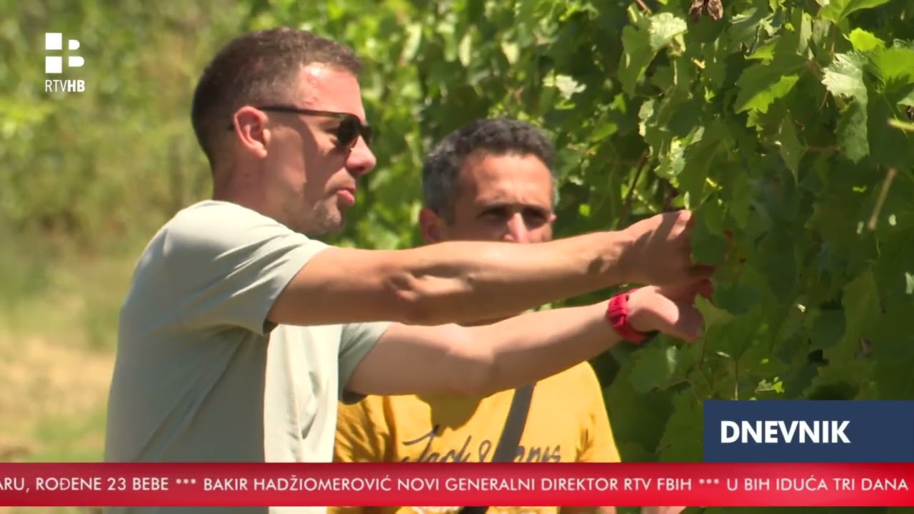 Poljoprivrednici u Hercegovini na mukama zbog suše - Jabuka.tv