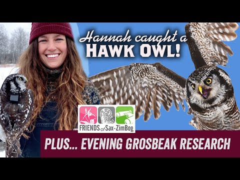 Will we finally start to SOLVE THE PUZZLE as to where our winter HAWK OWLS come from? Virtually ...