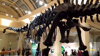 Dippy the Dinosaur tour Birmingham 2018