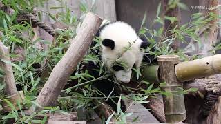 Panda Meng Bao : I'm a little Kung Fu panda .