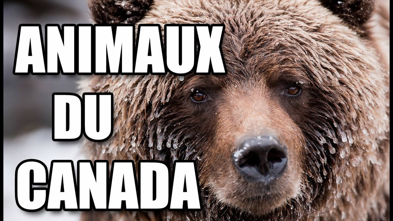 Documentaire | Magnifiques animaux du Canada