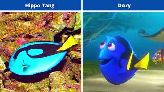 Finding Dory animation characters in real life / ????Who is your favorite characters?????