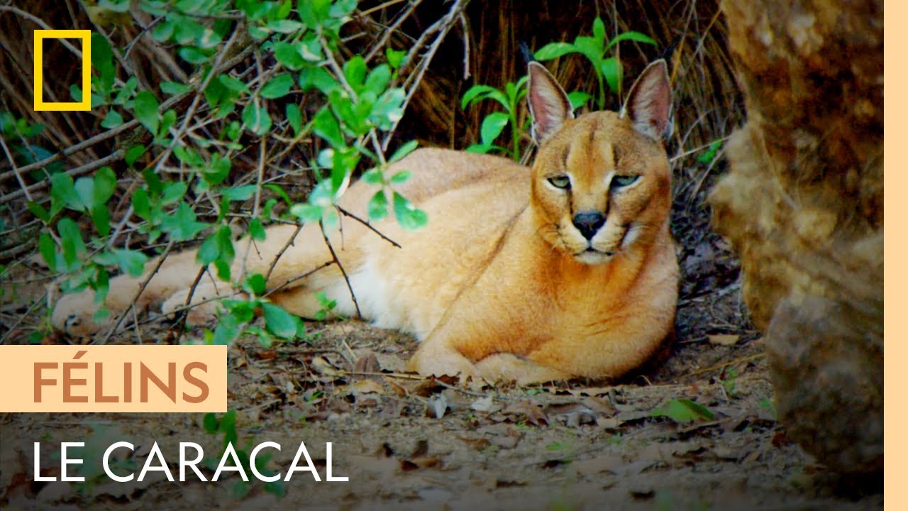 Documentaire | Le caracal, le plus rapide des petits félins d’Afrique