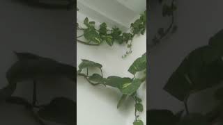 money plant#indoor plant#decoration balcony#plant#gardening ????????????☘️❣️