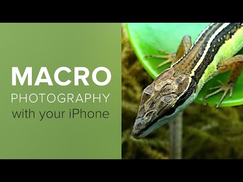 Macro Photography – Lesson 123 – Schoolroom Today