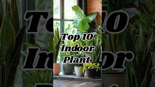10 Indoor Plants You NEED for a Fresh Home ???? #PlantLovers #indoorplants @dreamfulworld3537