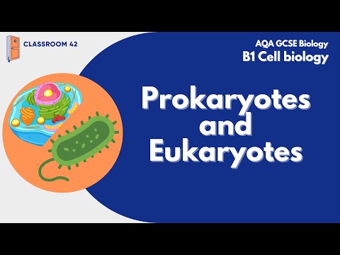 Types of Cells Videos – Classroom 42
