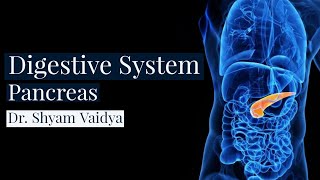Pancreas Physiology - 1