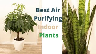 Best Air Purifying Indoor Plants - Money Tree & Snake Plant