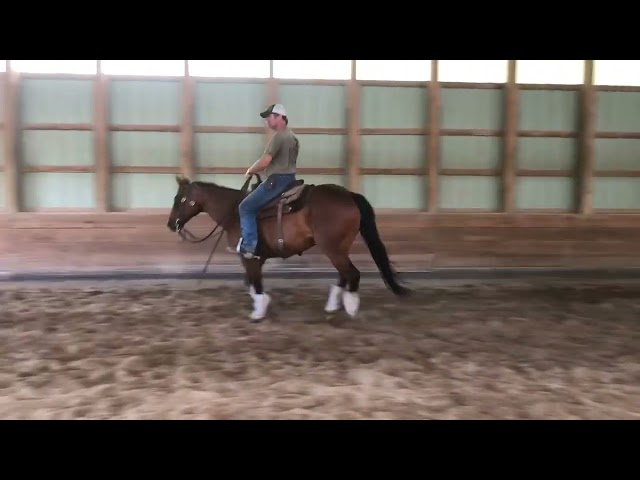 AQHA Beginner friendly mare - trail, arena non-spooky | Horses & Ponies for Rehoming | Winnipeg ...