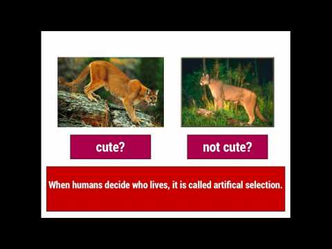 Natural Selection Vs Artificial Selection | It's science!