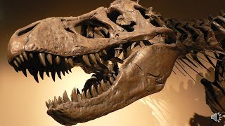 Introduction to the Fossil Record