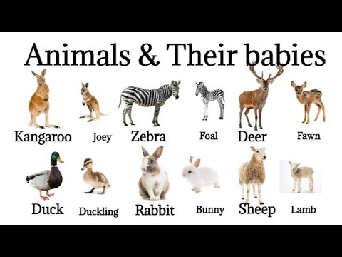 Baby Animals / Vocabulary & Pronunciation / Picture Dictionary | brain ...